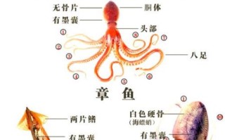 章鱼有几条腿_章鱼有几条触手