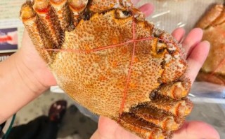 日本毛蟹哪里买_日本毛蟹多少钱一斤