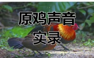 鸡叫声mp3下载_鸡叫声音效怎么选