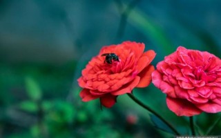 花图片大全大图唯美_如何挑选高清壁纸