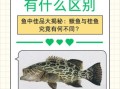 鳜鱼和桂鱼的区别图片_鳜鱼是不是桂鱼