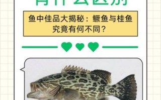 鳜鱼和桂鱼的区别图片_鳜鱼是不是桂鱼