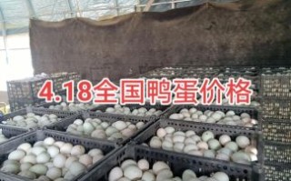 鸭蛋价格今日多少钱一斤_今日鸭蛋批发价查询