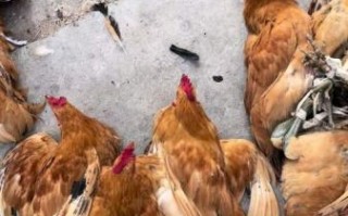 童子鸡什么意思_童子鸡和公鸡区别