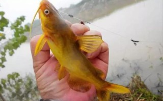 黄蜂鱼怎么钓_黄蜂鱼用什么饵最好