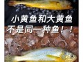 黄鱼和黄花鱼有什么区别_如何一眼分辨