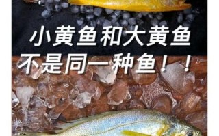 黄鱼和黄花鱼有什么区别_如何一眼分辨