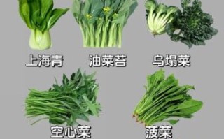 青菜是什么菜_青菜和油菜的区别