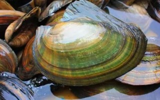 河蚌是什么动物_河蚌是软体动物吗