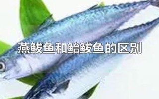燕鲅和鲅鱼有区别么_燕鲅和鲅鱼哪个贵
