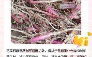 野苋菜根的功效与禁忌_野苋菜根什么人不能吃