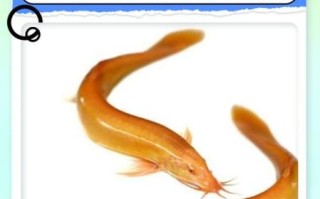 养泥鳅需要多少成本_泥鳅养殖利润怎么样