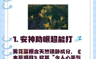 黄花菜根的功效与作用_黄花菜根的禁忌有哪些