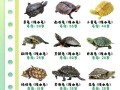 乌龟图片大全_乌龟品种识别方法