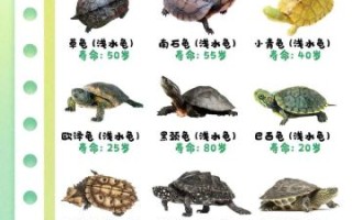 乌龟图片大全_乌龟品种识别方法 乌龟图片大全_乌龟品种识别方法