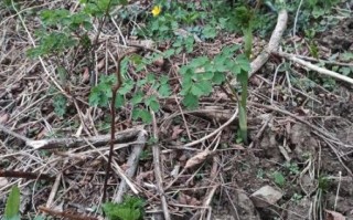 猫爪菜图片大全_猫爪菜长什么样