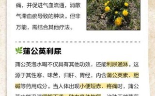 婆婆丁根泡水喝的功效与副作用_哪些人不能喝