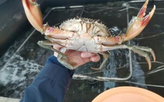 三疣梭子蟹怎么挑选_三疣梭子蟹多少钱一斤