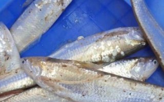 黄河刀鱼长什么样_黄河刀鱼图片怎么拍