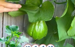 清炒佛手瓜苗怎么做_佛手瓜苗焯水多久