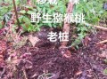 野生猕猴桃树怎么种_野生猕猴桃树几年结果