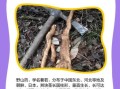 野生山药的功效与作用_野生山药怎么吃最好