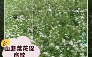 韭菜开花了还能吃吗_韭菜花食用价值与注意事项
