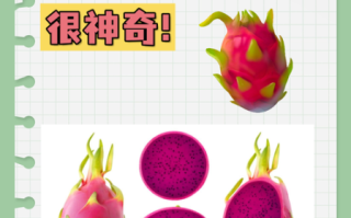 孕妇能吃火龙果吗前期_孕早期吃火龙果安全吗