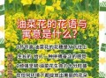 油菜花的花语象征什么_油菜花代表什么寓意
