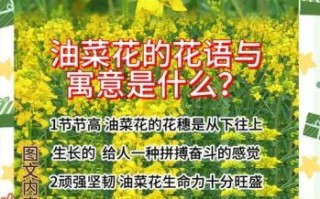 油菜花的花语象征什么_油菜花代表什么寓意