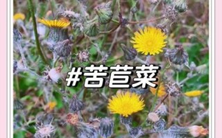 云南苦菜又叫什么菜_云南苦菜别名大全