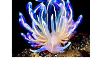 海兔图片大全_海兔是兔子还是海洋生物