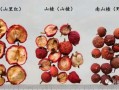 野山楂图片怎么识别_野山楂和山楂的区别