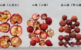 野山楂图片怎么识别_野山楂和山楂的区别