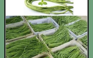 豆角中毒多久能缓解_豆角中毒一般几个小时能好