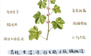 冬葵子有什么功效_冬葵子能治什么病