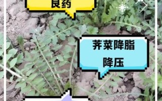 水荠菜能吃吗_水荠菜怎么吃才安全