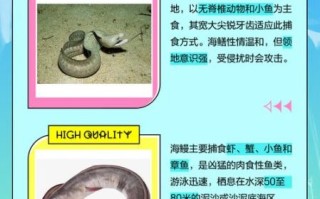 海鳝鱼和海鳗鱼的区别_哪个更好吃