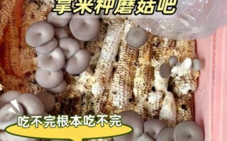 蘑菇种植方法_家庭如何种蘑菇