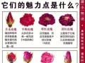 食用玫瑰花有哪些功效_如何挑选优质食用玫瑰