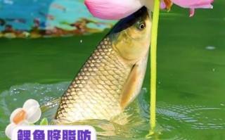 鲤鱼的营养价值_鲤鱼的功效与禁忌