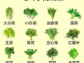 蔬菜品种大全名字有哪些_蔬菜图片大全怎么找