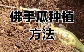 佛手瓜怎么种_佛手瓜种植技术视频