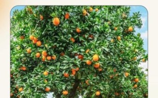 橙子树多久结果_如何修剪橙子树
