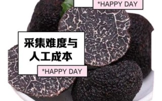 黑松露多少钱一斤_黑松露价格为什么这么贵