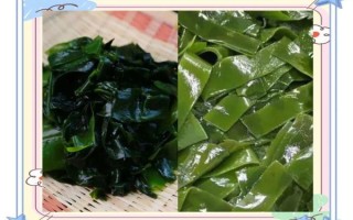 裙带菜是海带吗_裙带菜和海带区别