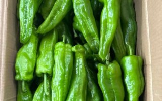 薄皮辣椒怎么挑选_薄皮辣椒辣不辣