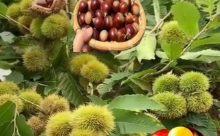 板栗上火吗_吃板栗会上火吗