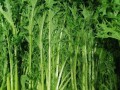 雪里红用开水烫多久_雪里红腌制要不要焯水