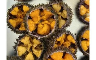 马粪海胆图片长什么样_如何分辨真假马粪海胆